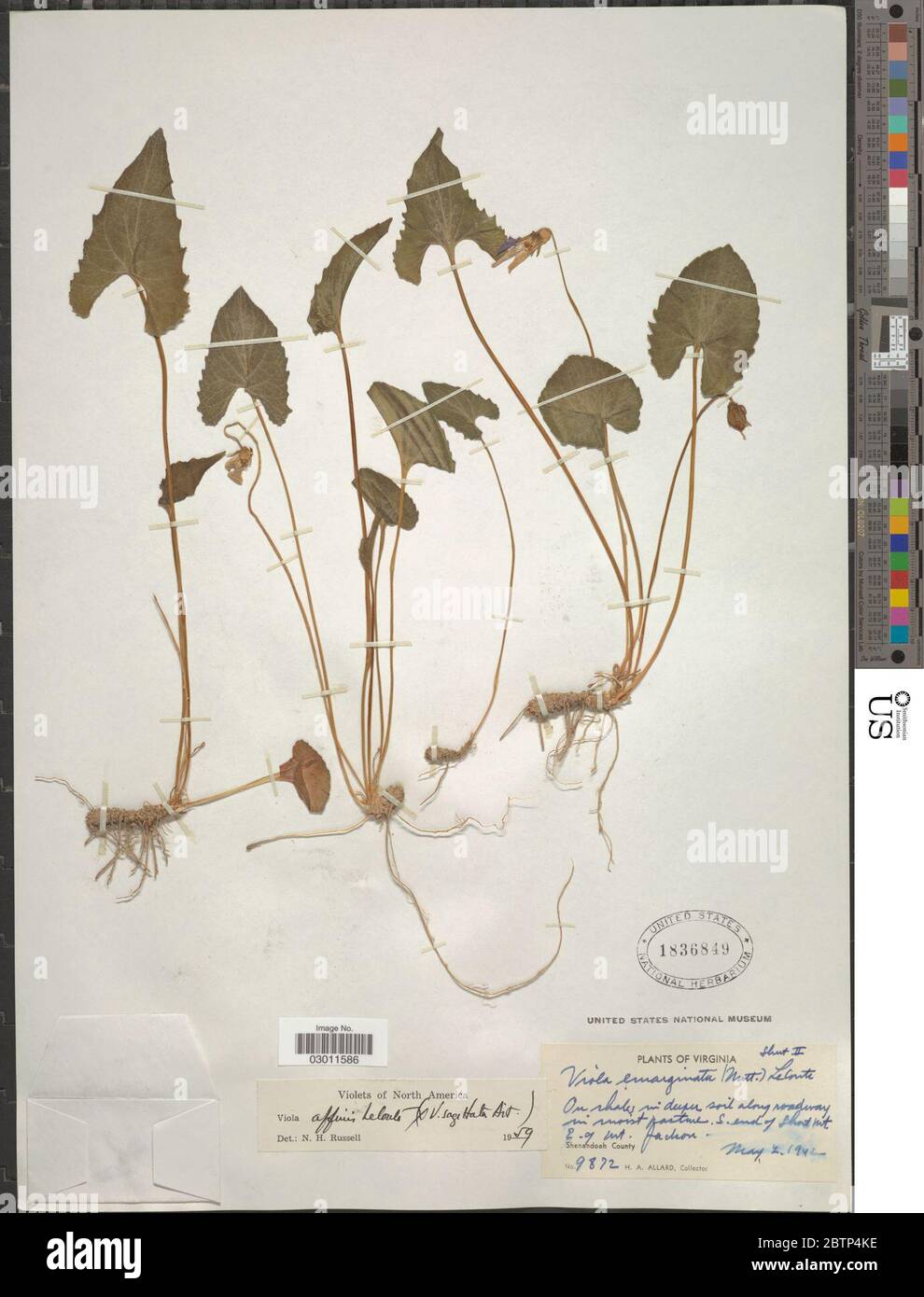 V affinis hi-res stock photography and images - Alamy