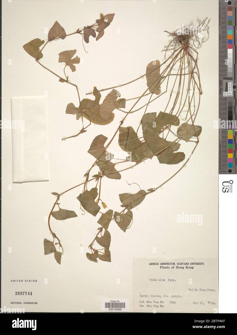 Viola alata Burgersd Stock Photo - Alamy