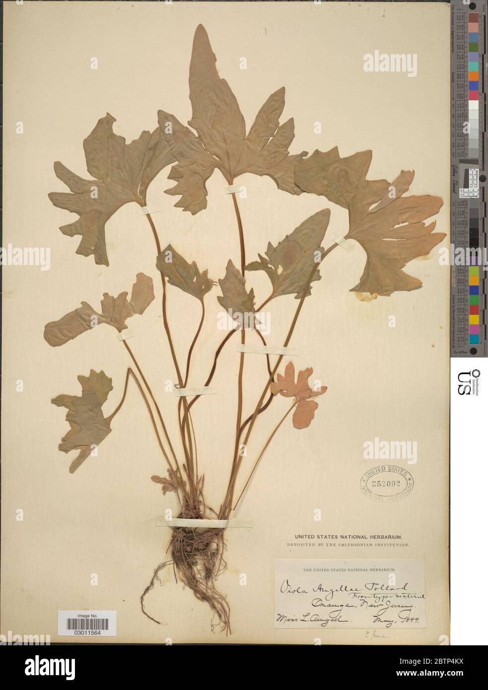 Viola angellae Pollard Stock Photo - Alamy