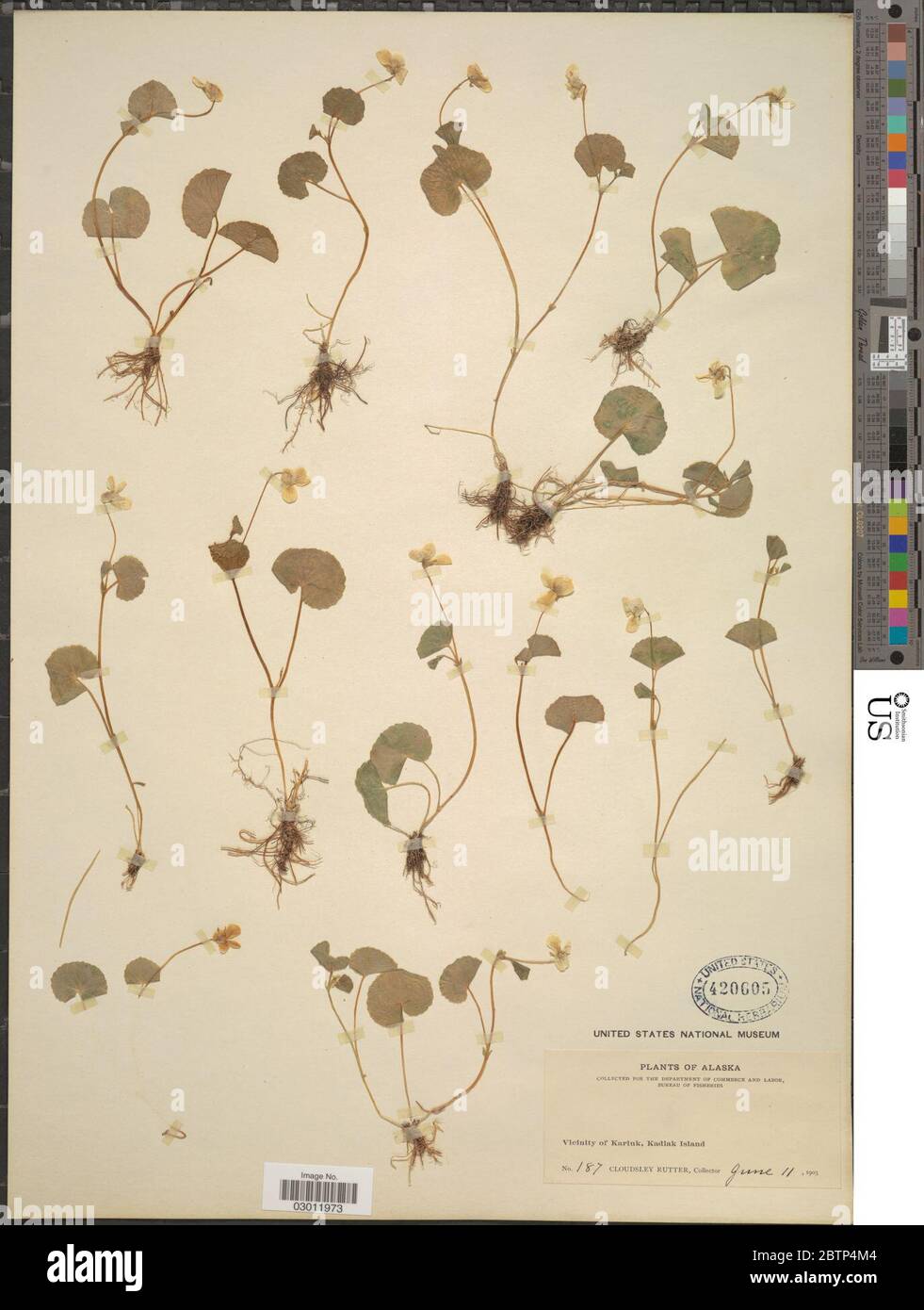 Alpine yellow violet viola biflora hi-res stock photography and images ...