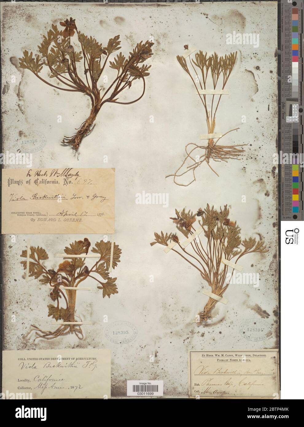 Viola beckwithii hi-res stock photography and images - Alamy