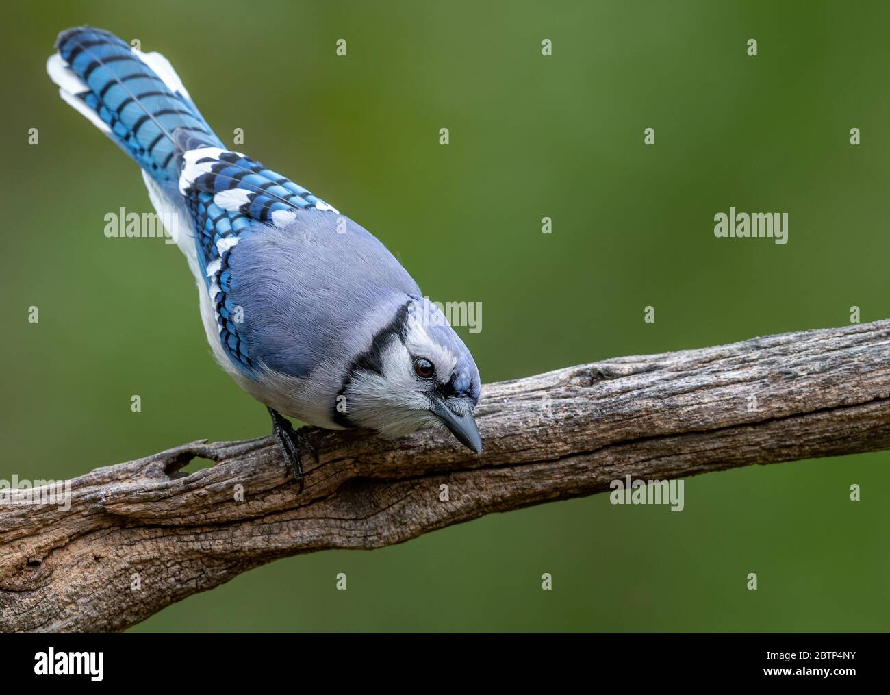 Blue jay in the backyard garden Stock Photo - Alamy