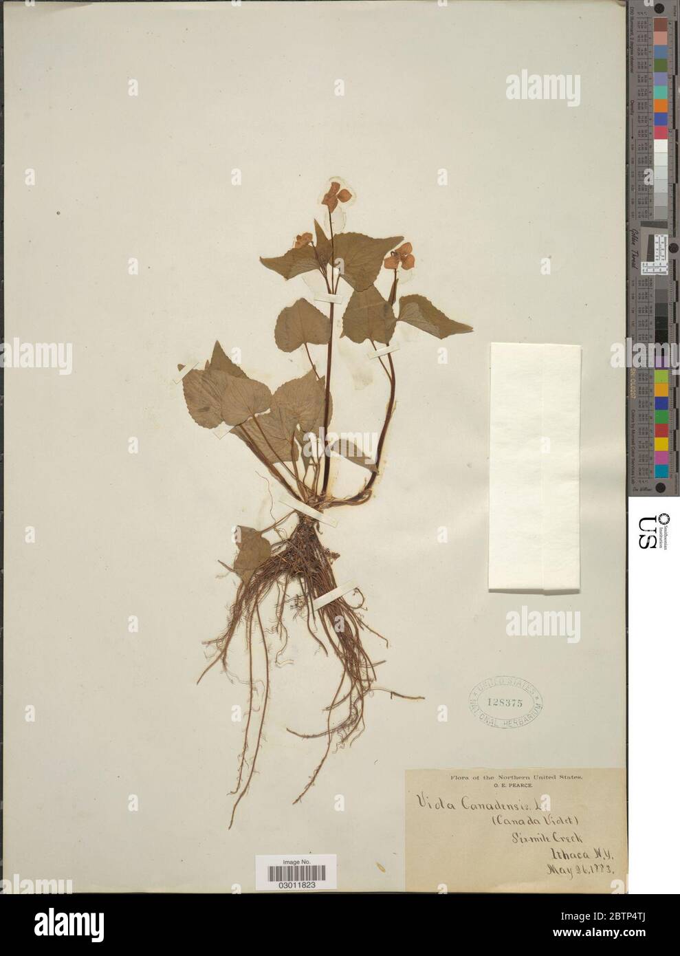 Viola canadensis L Stock Photo - Alamy