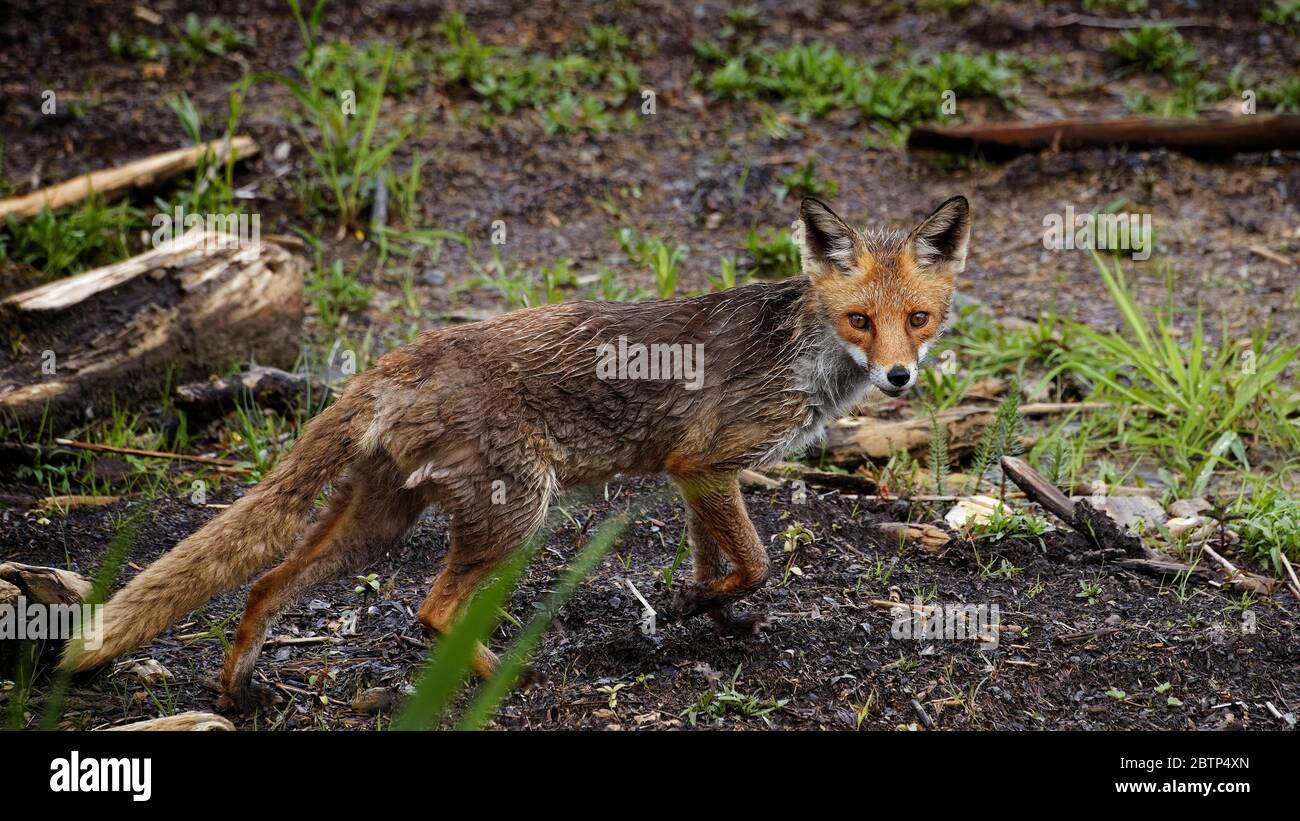 A fox in the wild Foraging Stock Photo - Alamy