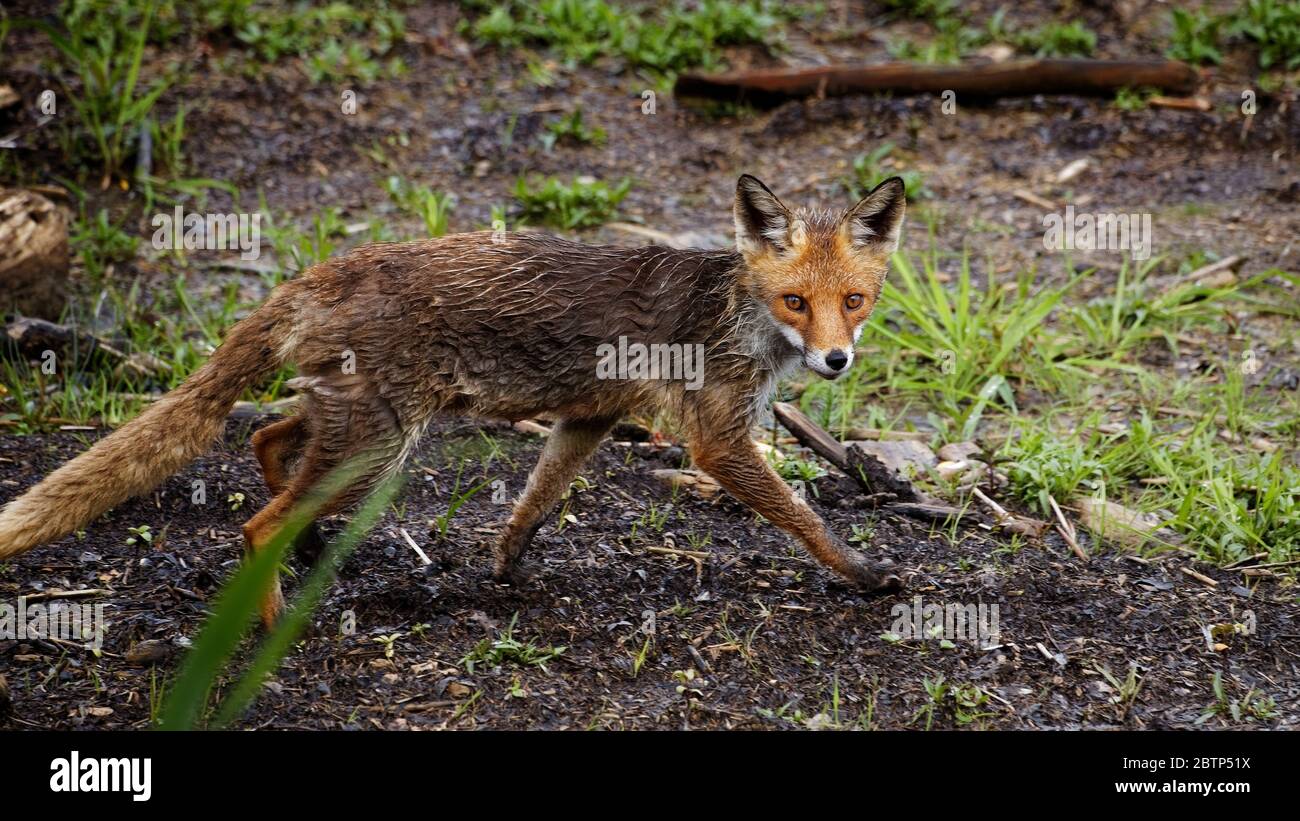 A fox in the wild Foraging Stock Photo - Alamy