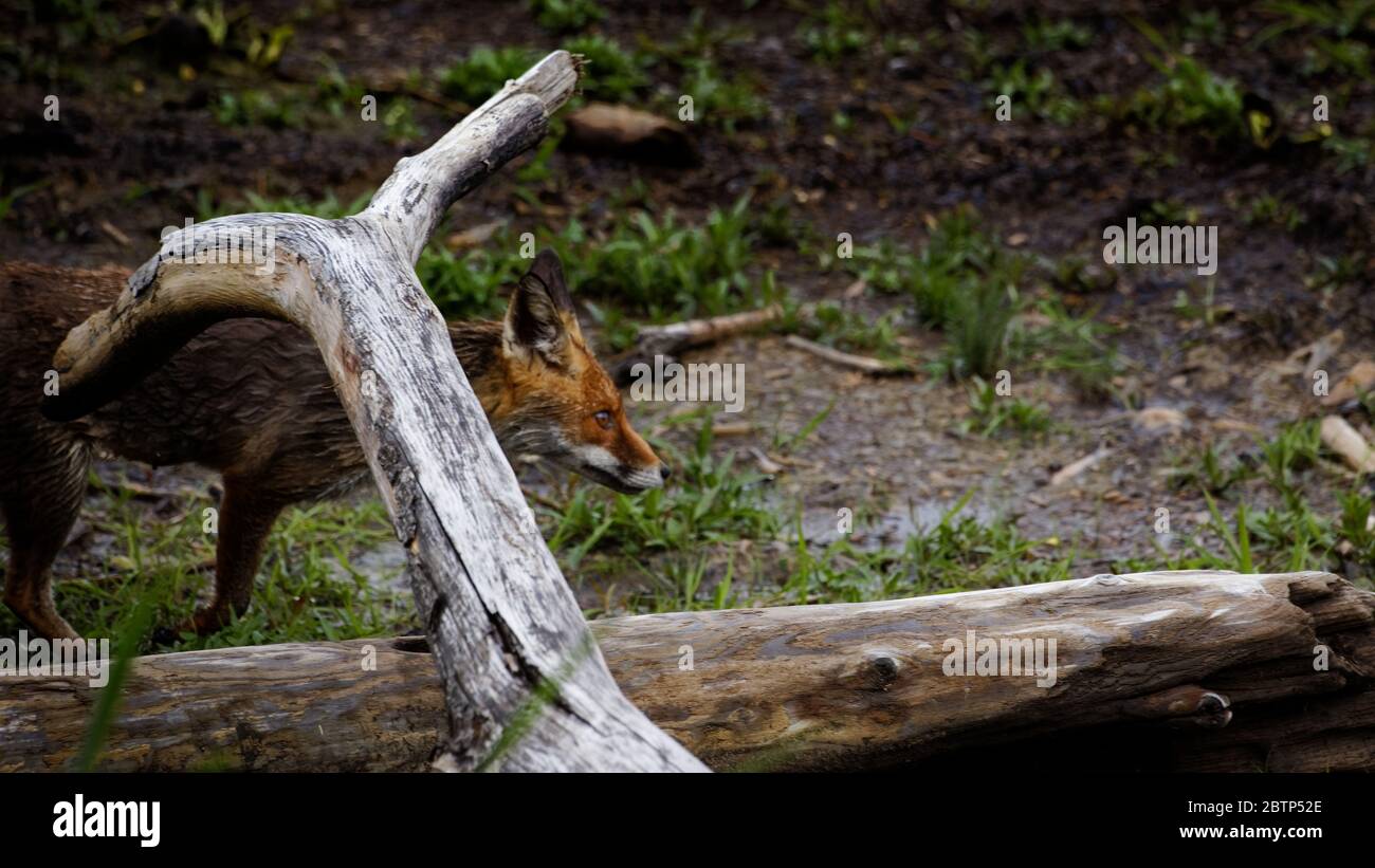 A fox in the wild Foraging Stock Photo - Alamy
