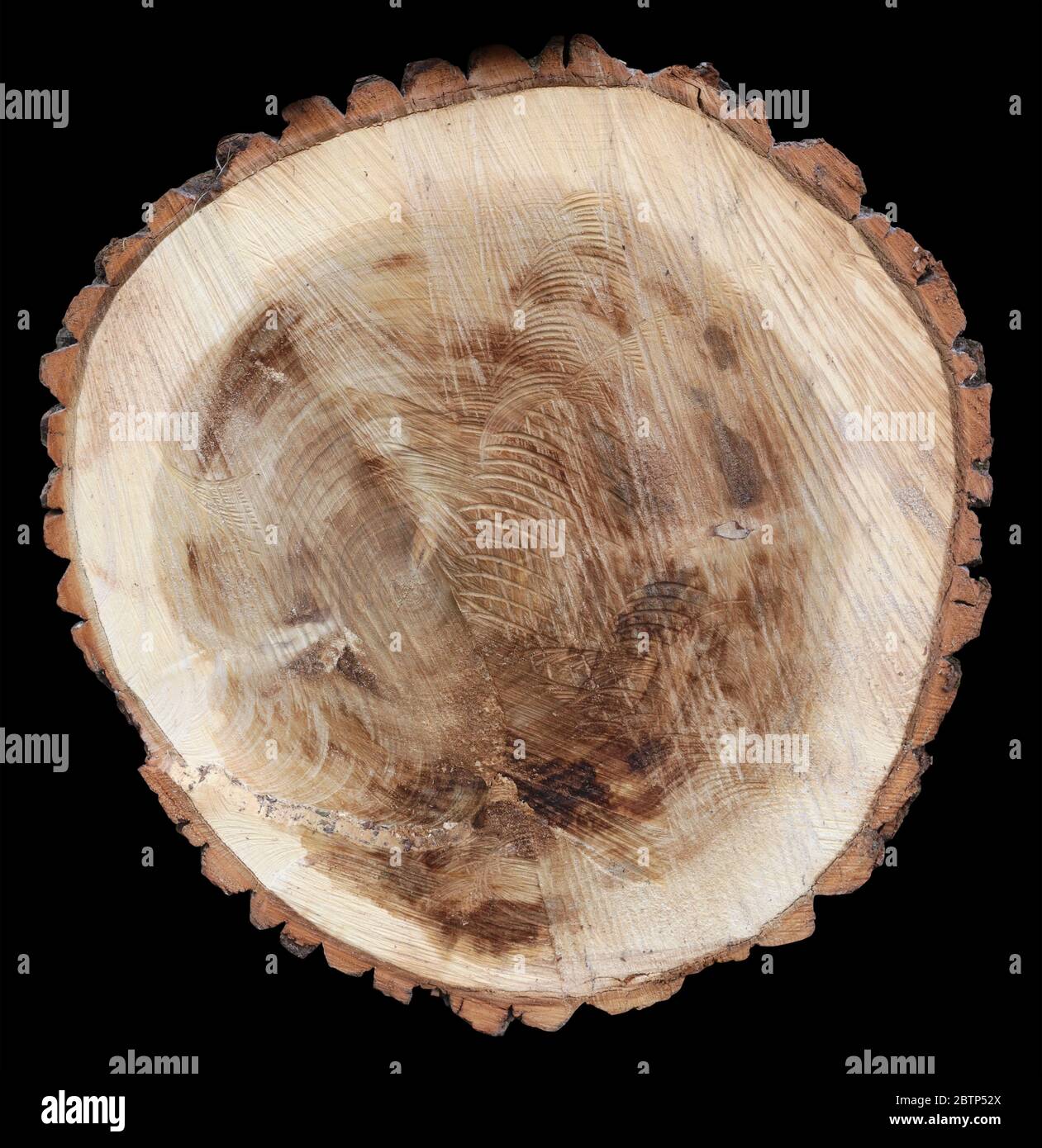 Maple cross section hi-res stock photography and images - Alamy