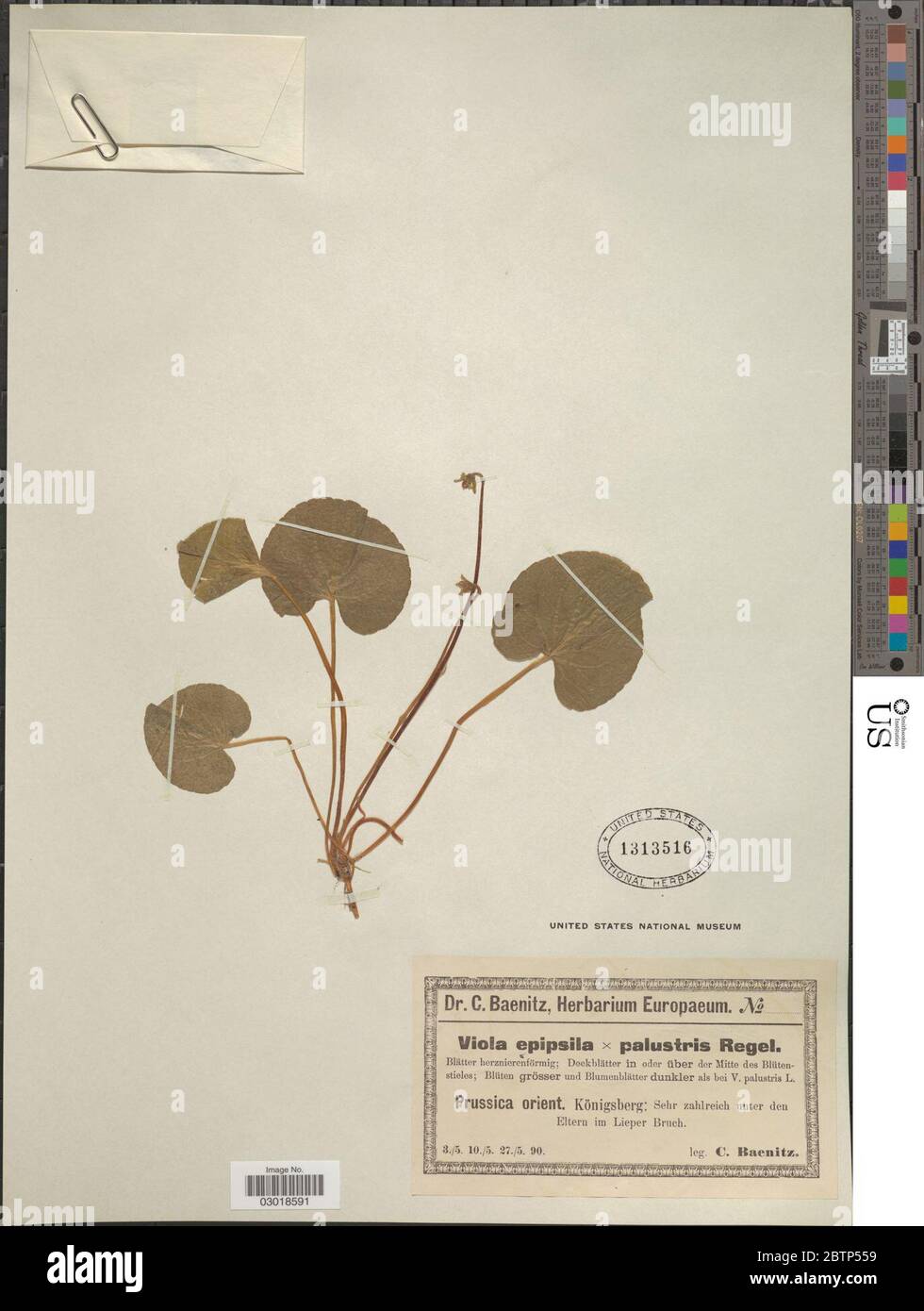 Viola epipsila Ledeb Stock Photo - Alamy