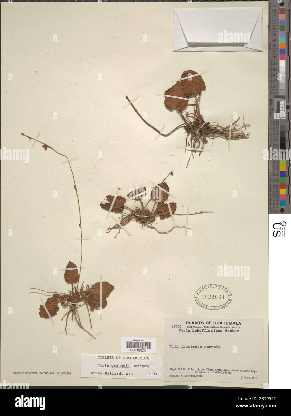 Grahamii hi-res stock photography and images - Alamy