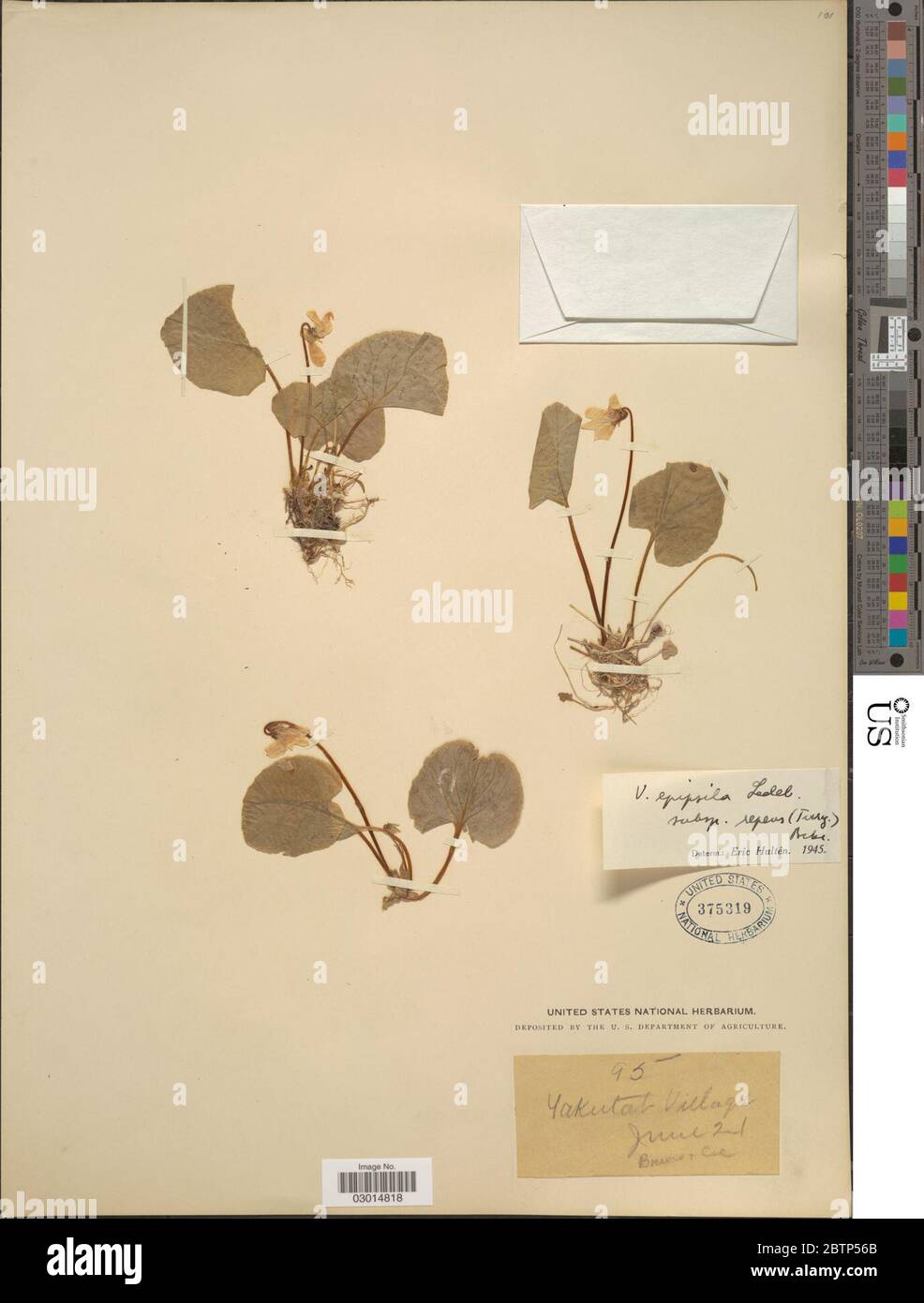 Viola epipsila Ledeb Stock Photo - Alamy