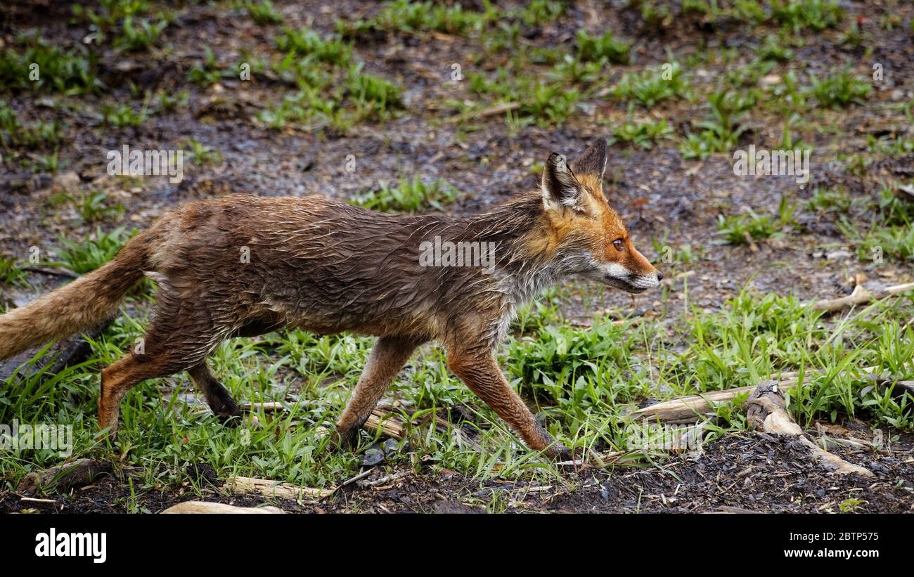 A fox in the wild Foraging Stock Photo - Alamy