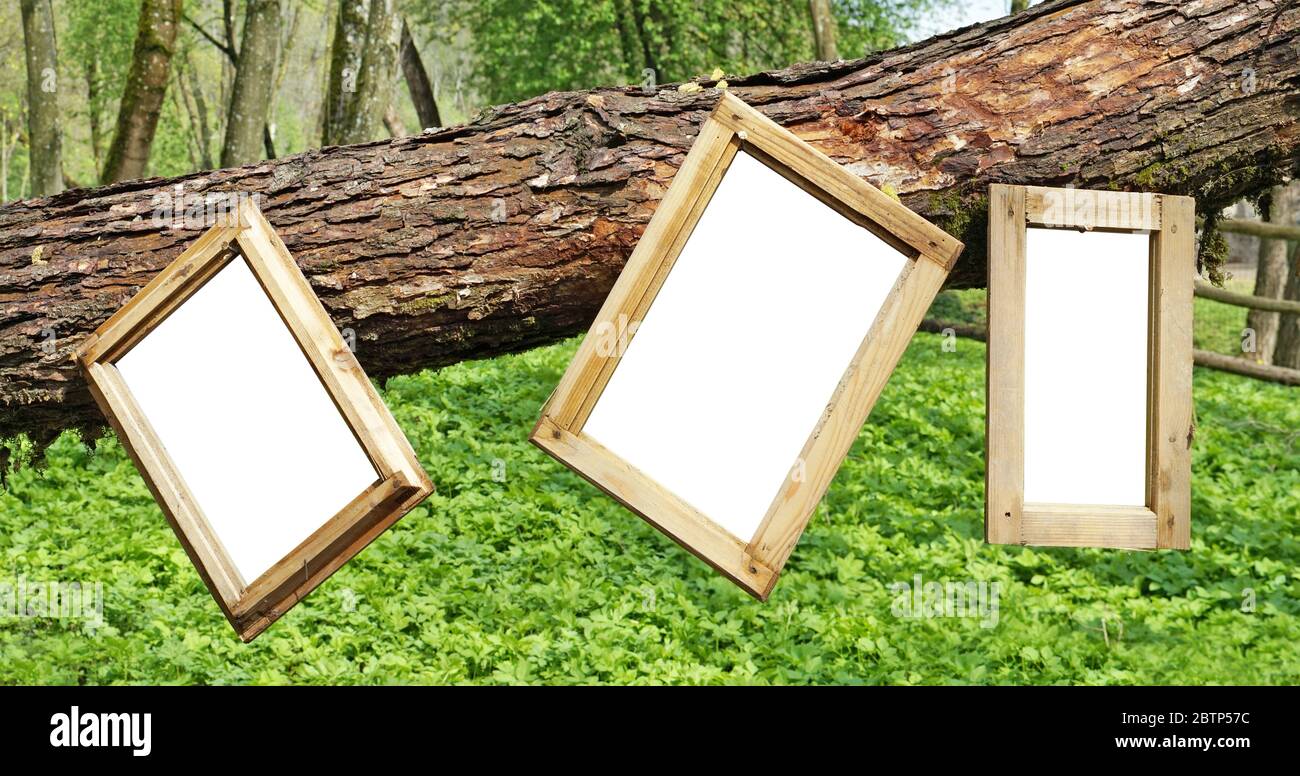 Exhibition of paintings in the forest - frames are nailed to the old ...