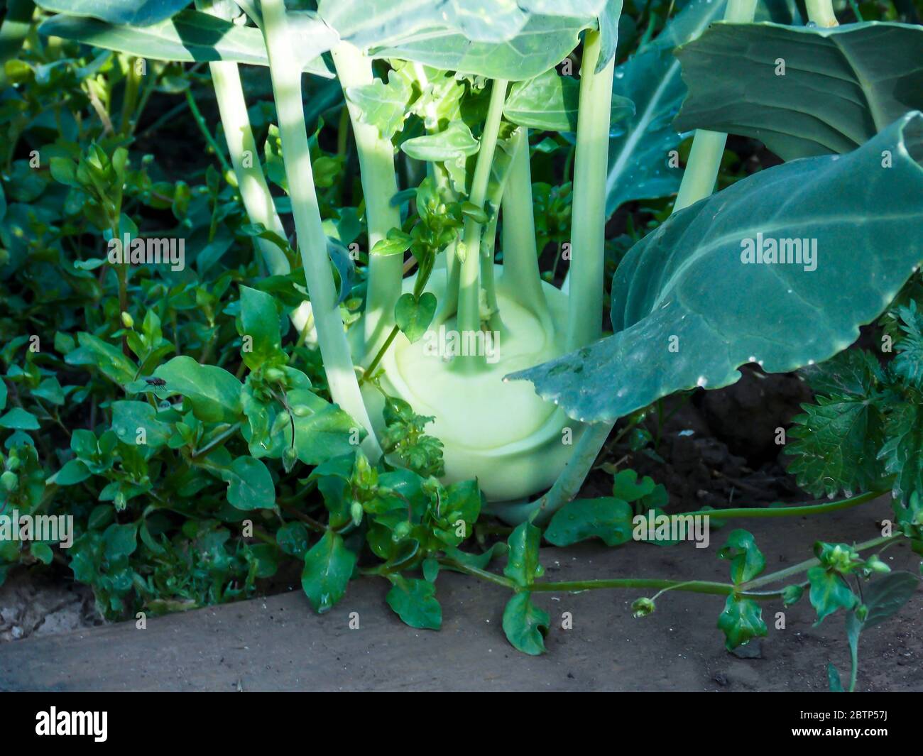 Harvest kohlrabi field hi-res stock photography and images - Alamy