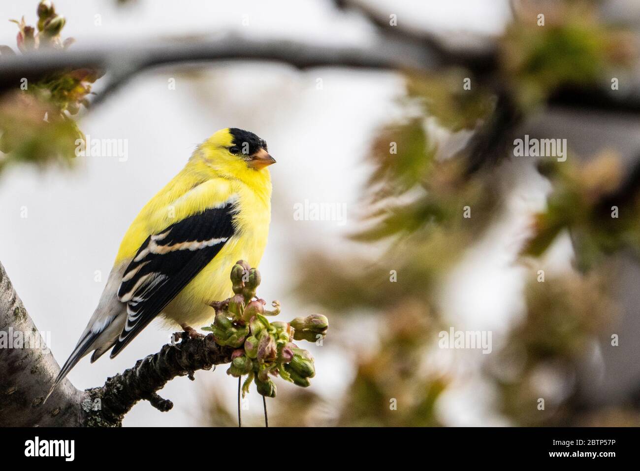 American goldfinch wings hi-res stock photography and images - Alamy
