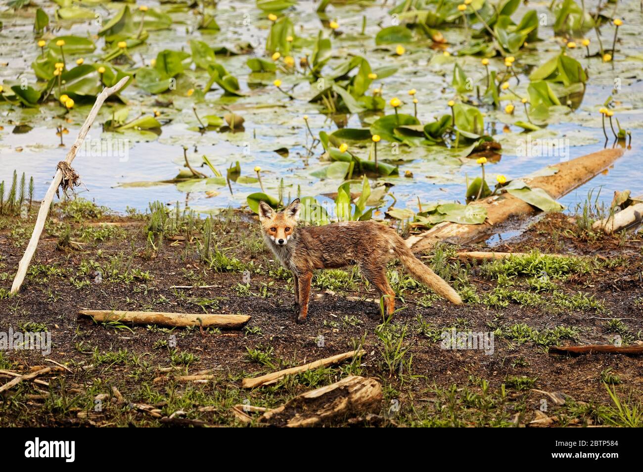 A fox in the wild Foraging Stock Photo - Alamy