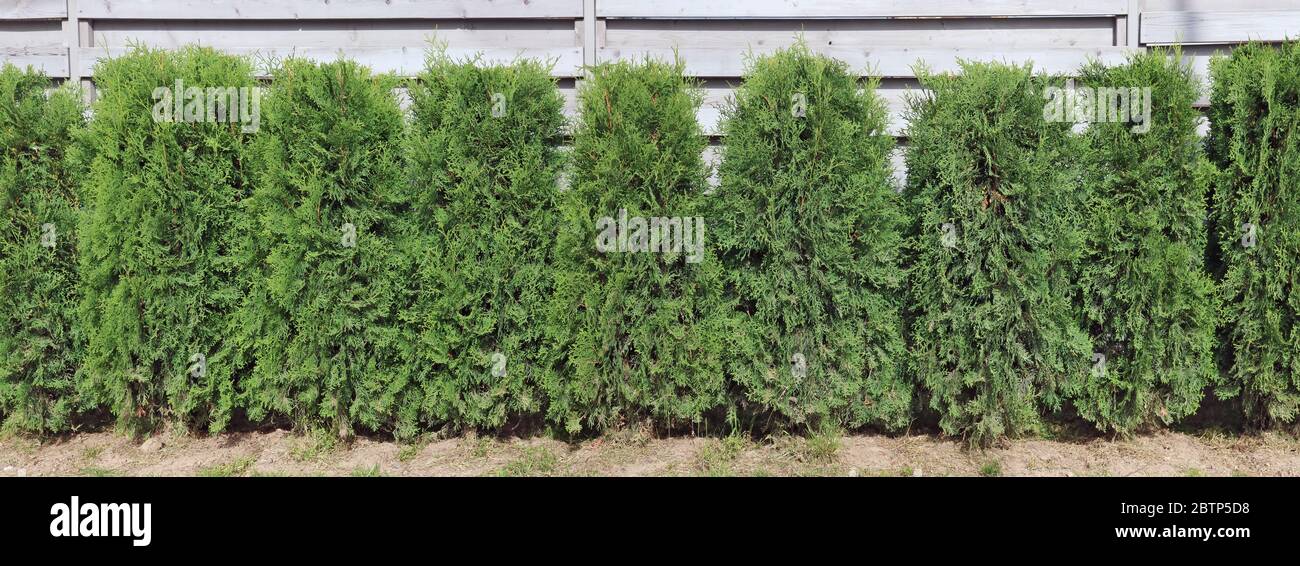 Green hedge from evergreen coniferous fir trees near gray wooden fence ...