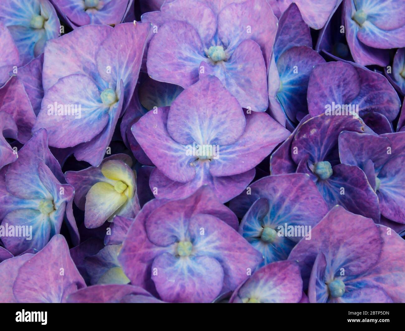 Violet Blue Hydrangea Close-up Background Stock Photo - Alamy