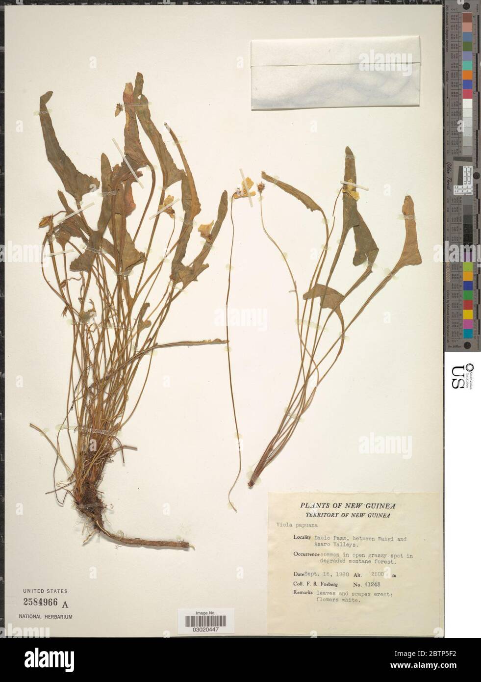 Viola papuana W Becker Pulle Stock Photo - Alamy