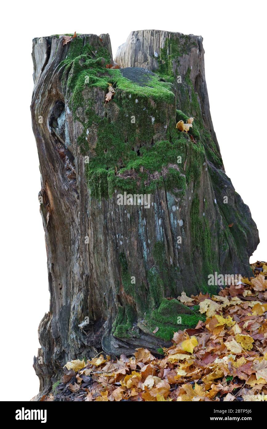 Rotten trunk of a centenary maple tree covered with green moss and ...