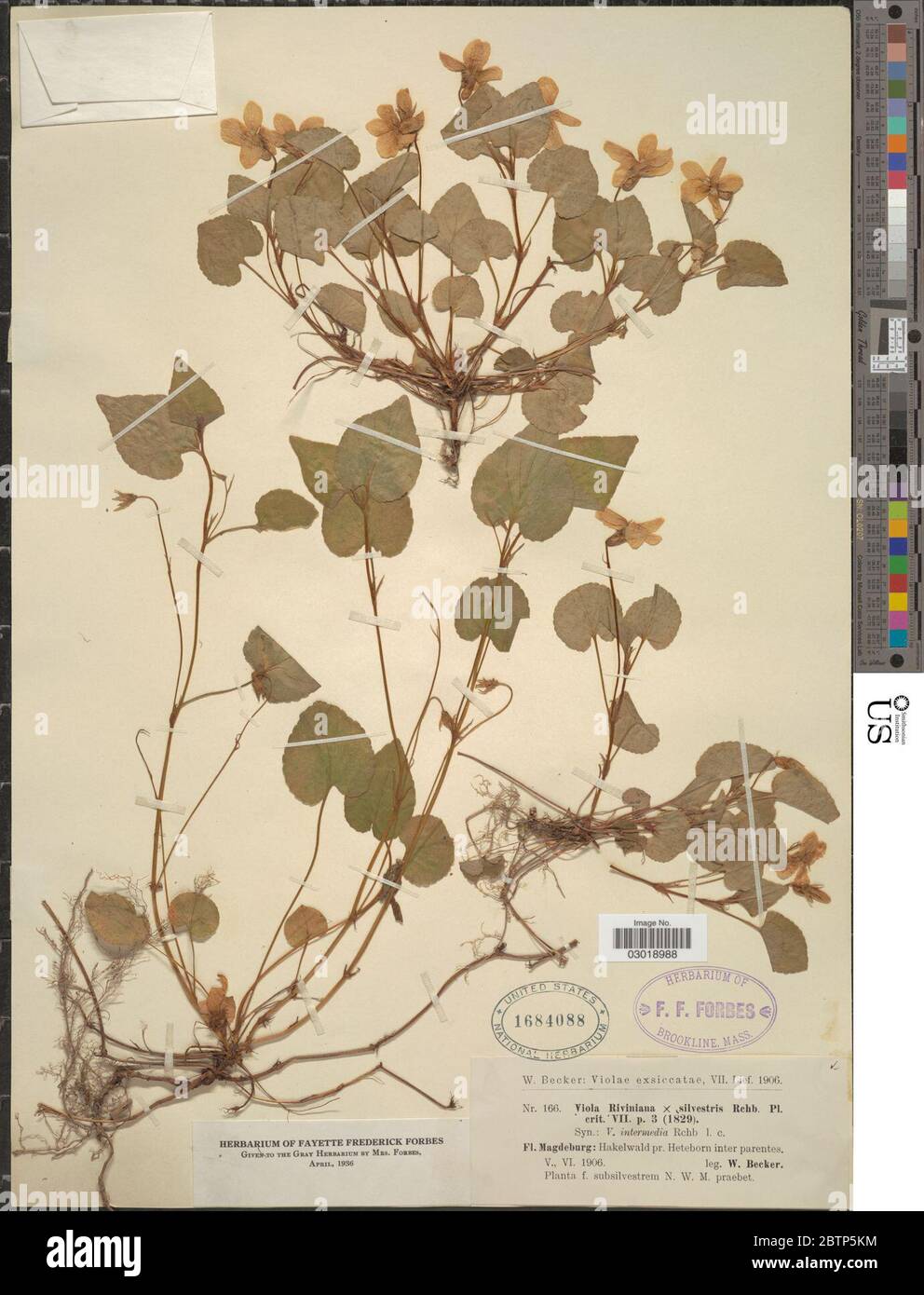 Viola riviniana Rchb Stock Photo - Alamy