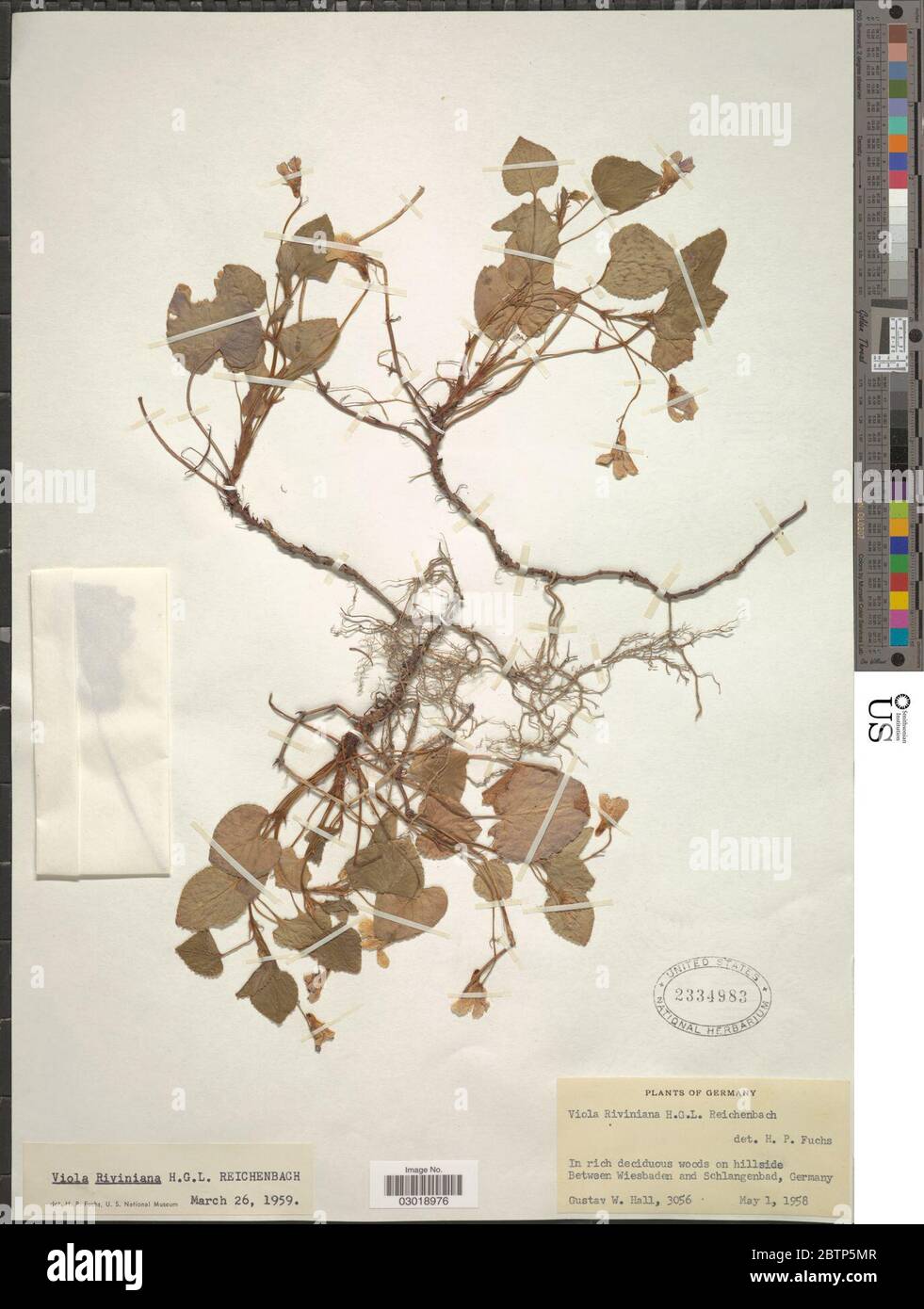 Viola riviniana Rchb Stock Photo - Alamy