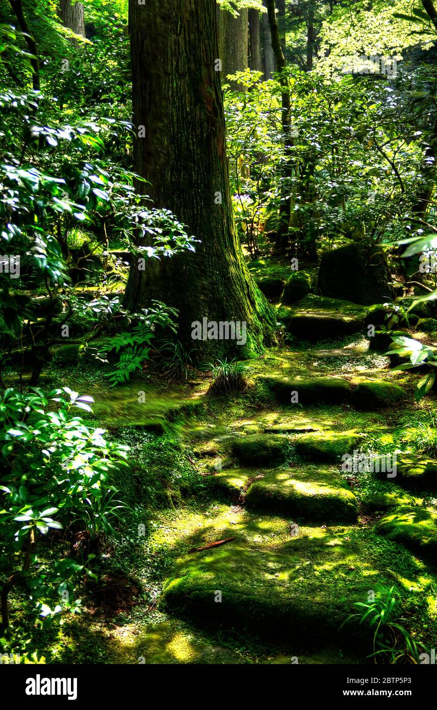 Stairs in a Forest in HDR Stock Photo - Alamy