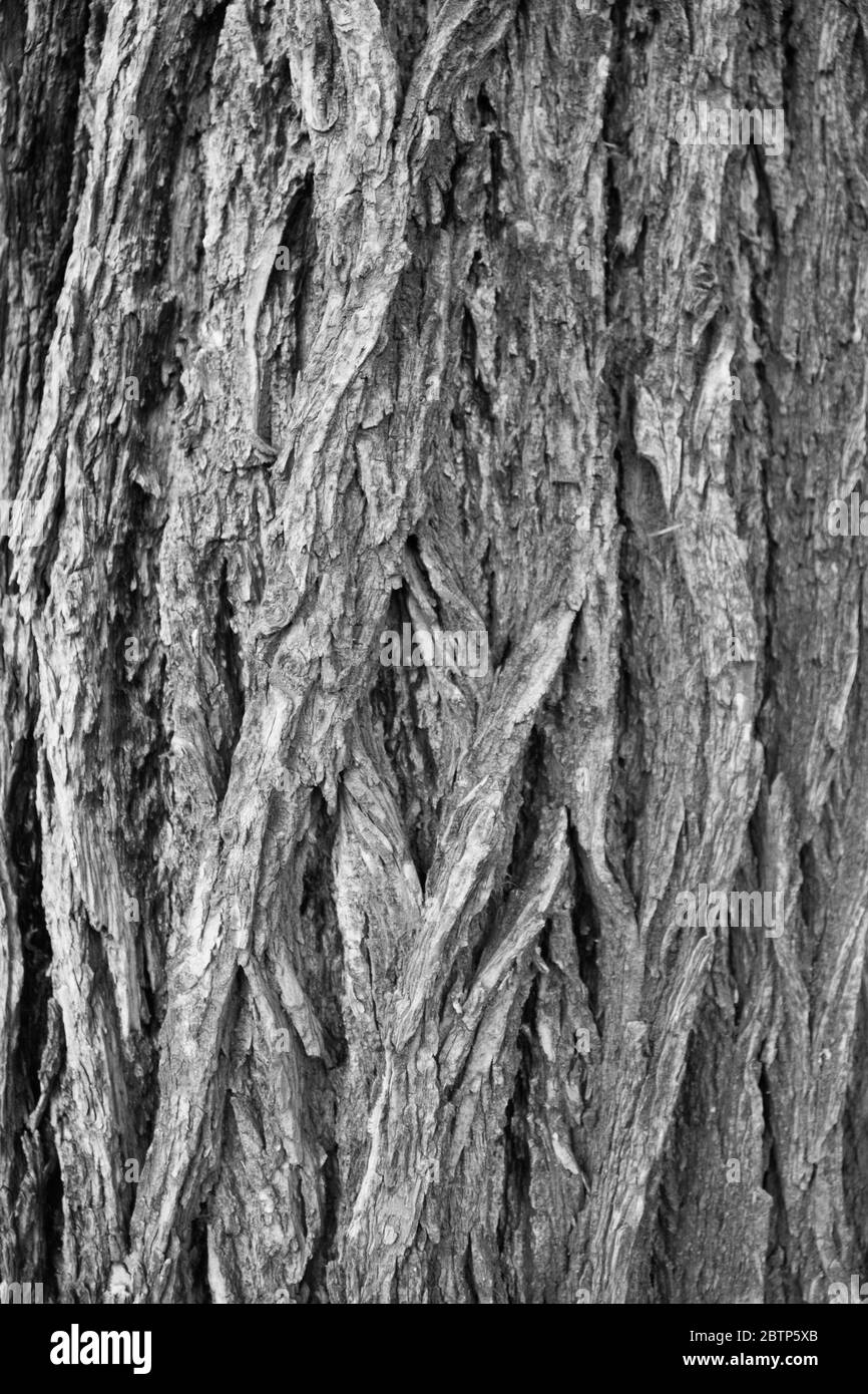 Gray brown tree bark Black and White Stock Photos & Images - Alamy
