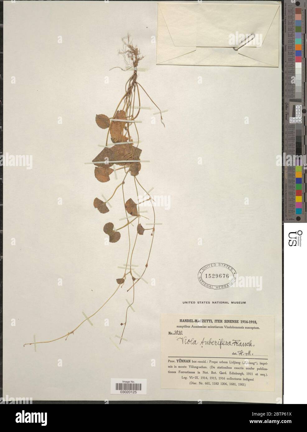 Viola tuberifera Franch Stock Photo - Alamy