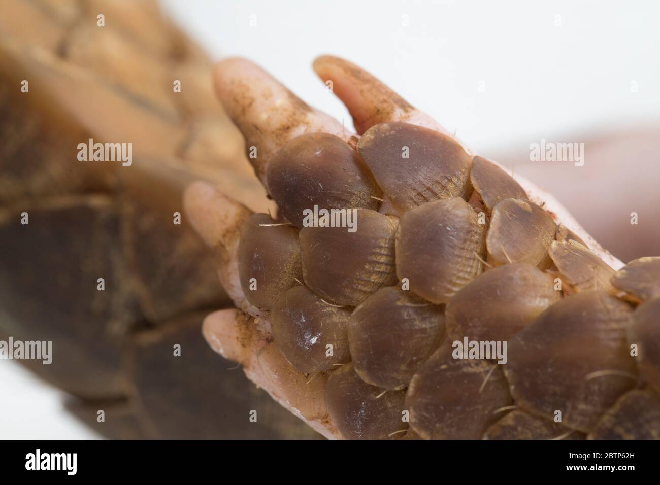 Claw of pangolin (Manis javanica) isolated on white background Stock ...