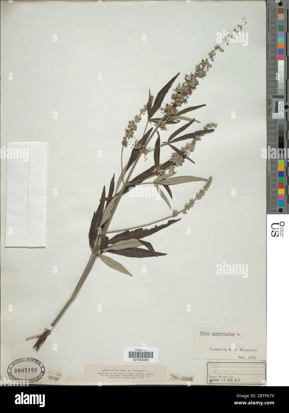 Vitex agnus castus plant hi-res stock photography and images - Alamy