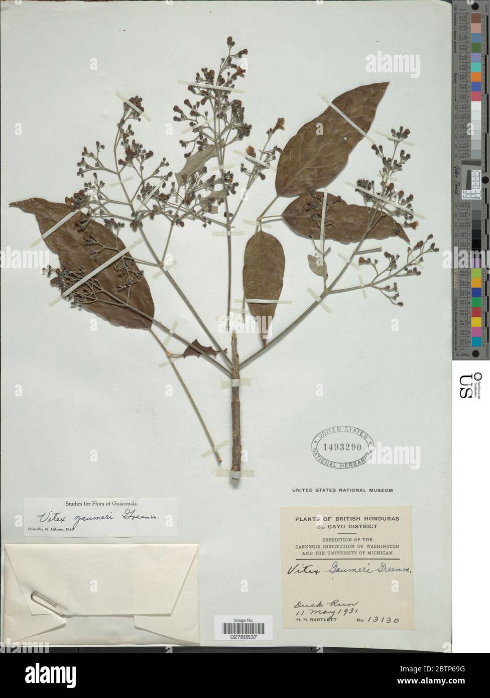 Vitex gaumeri Greenm Stock Photo - Alamy