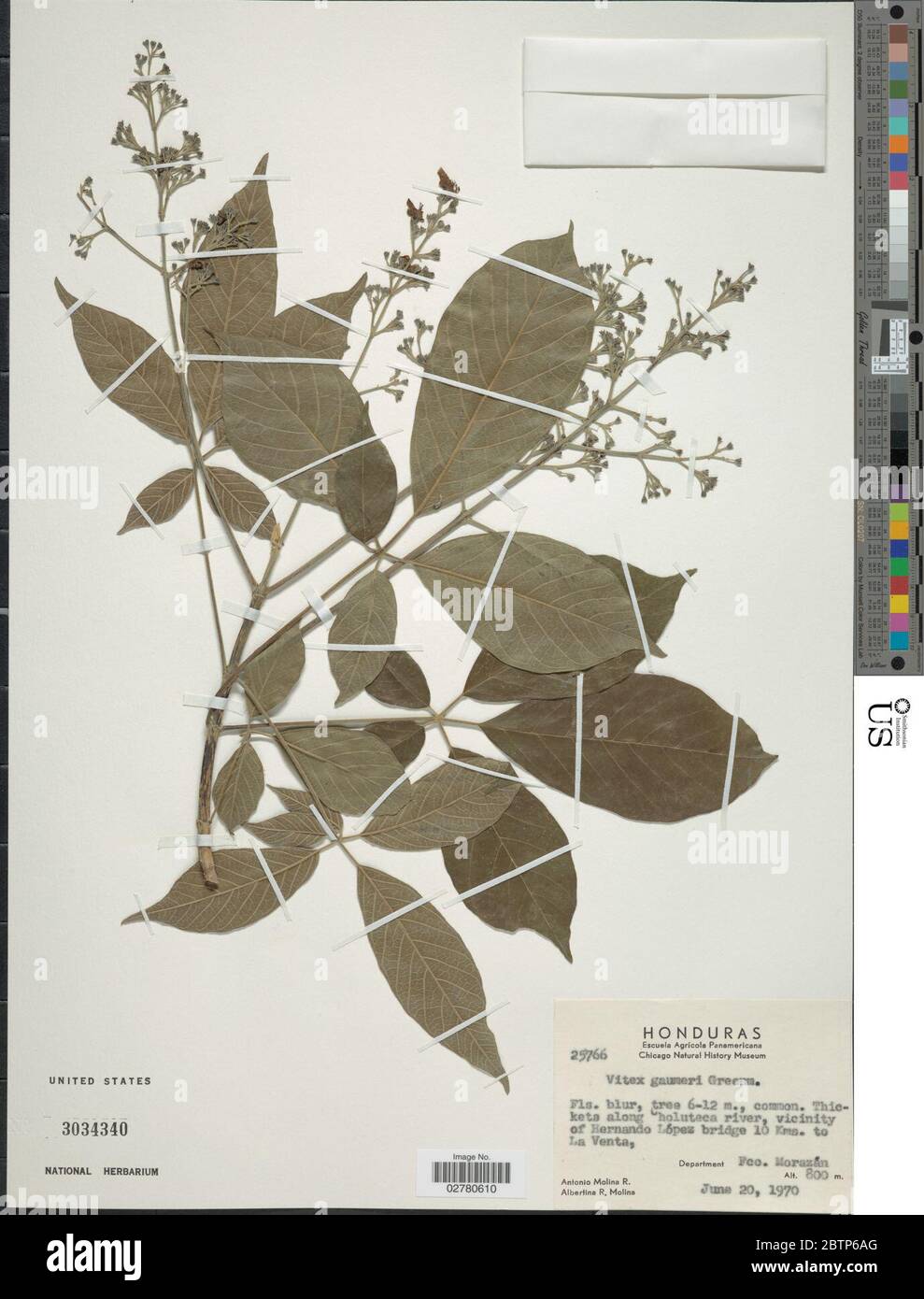 Vitex gaumeri Greenm Stock Photo - Alamy