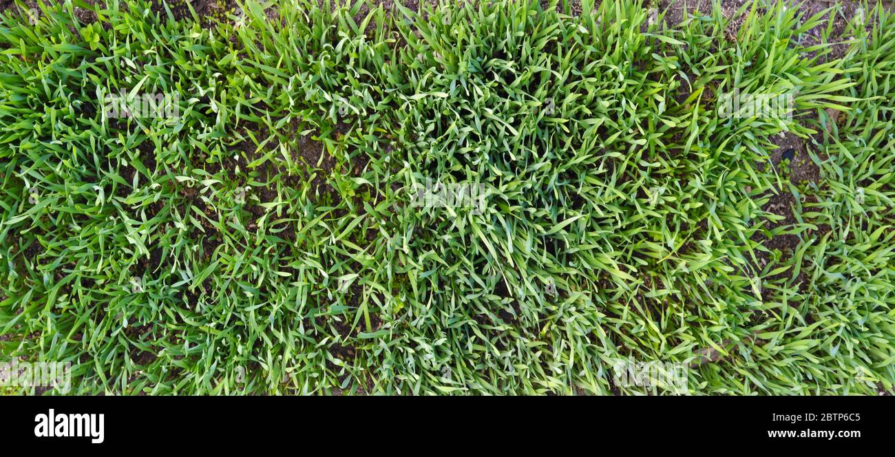 Spring green grass top view panoramic outdoor background Stock Photo ...