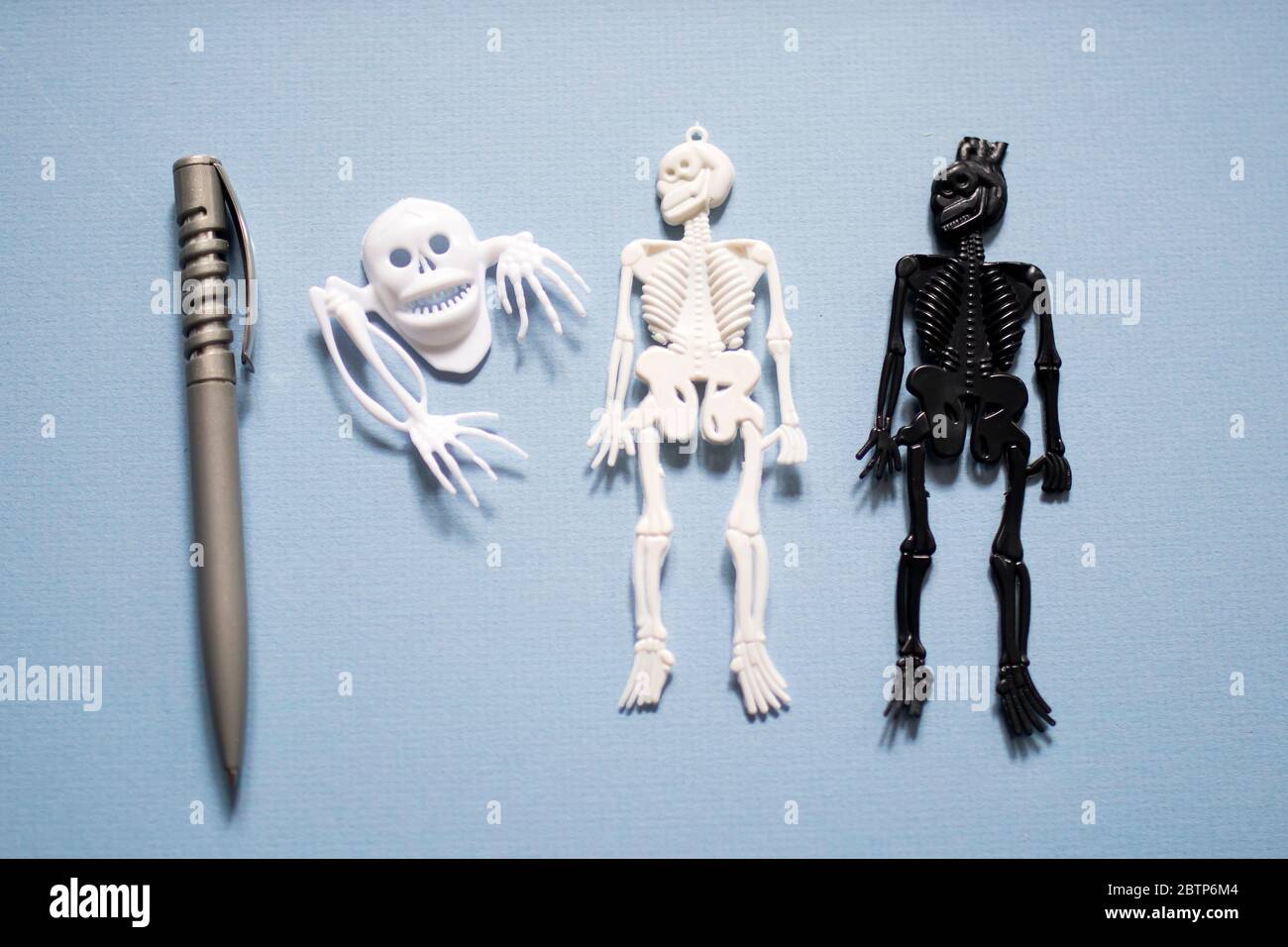Halloween decoration set: Skeletons, flies, spiders, beetles, skulls on ...