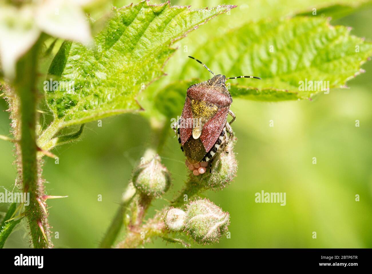 Shield bugs eggs hi-res stock photography and images - Alamy