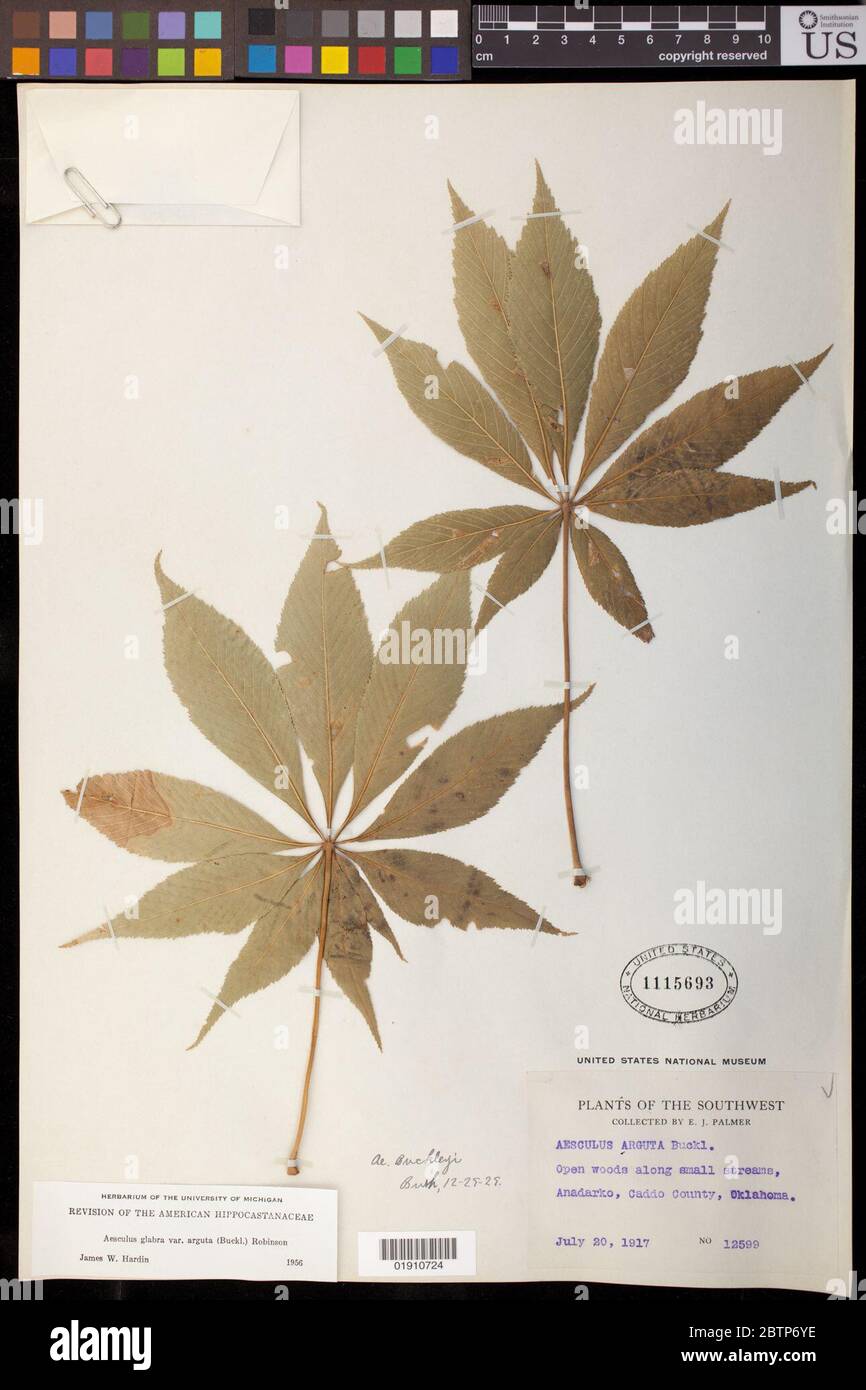 Anguta hi-res stock photography and images - Alamy