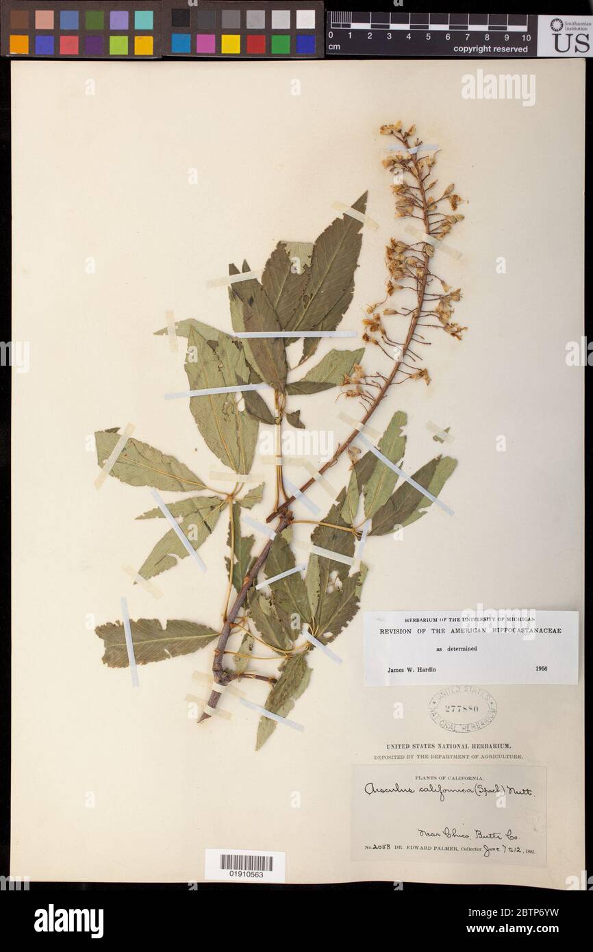 Aesculus californica hi-res stock photography and images - Alamy