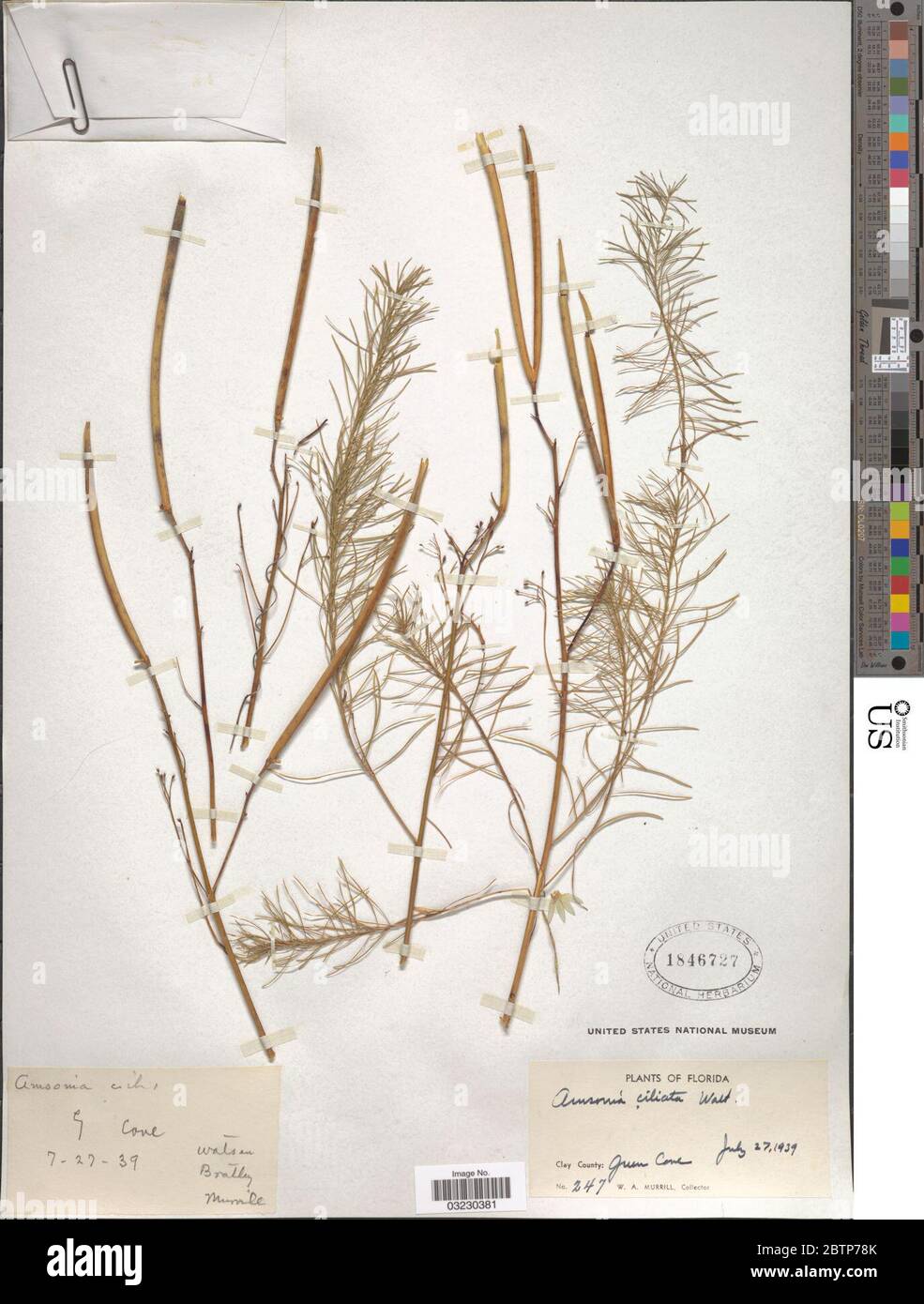 Class ciliata hi-res stock photography and images - Alamy