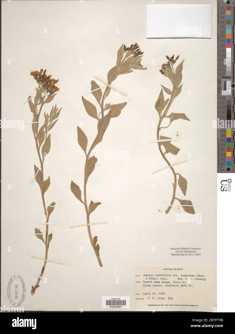 Amsonia tomentosa hi-res stock photography and images - Alamy