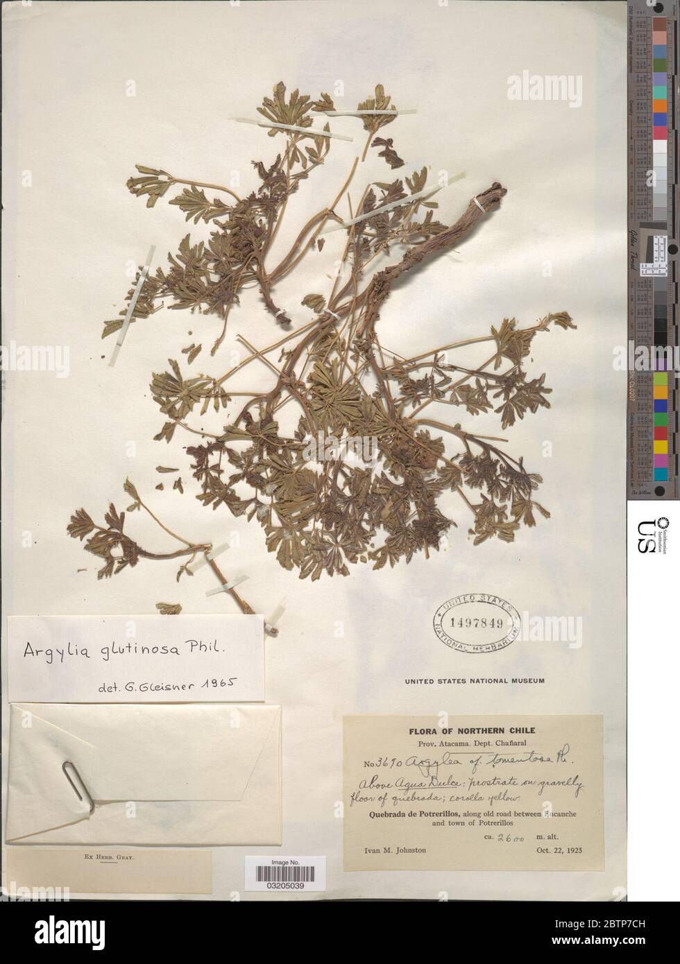 Argylia hi-res stock photography and images - Alamy