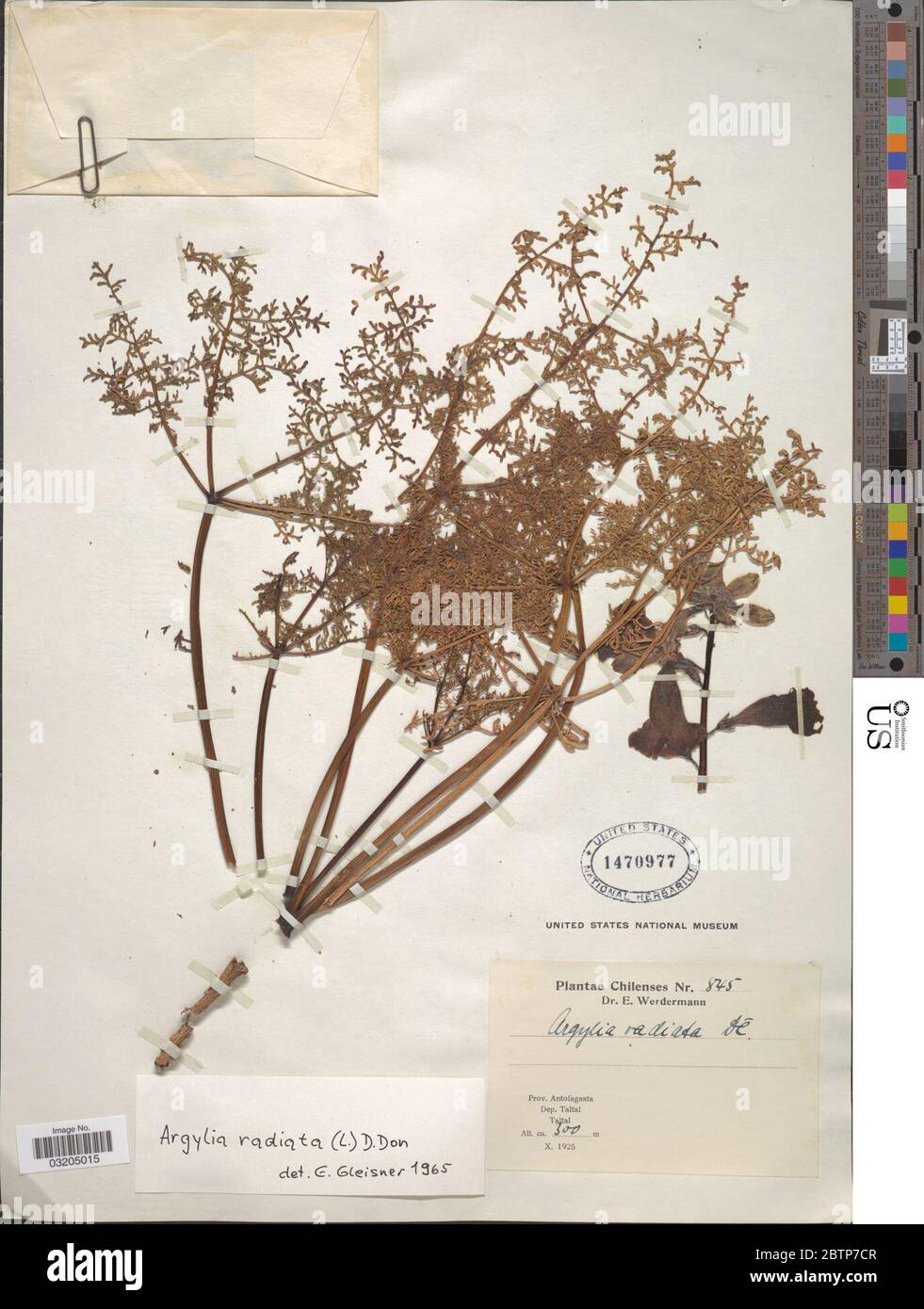 Argylia radiata hi-res stock photography and images - Alamy