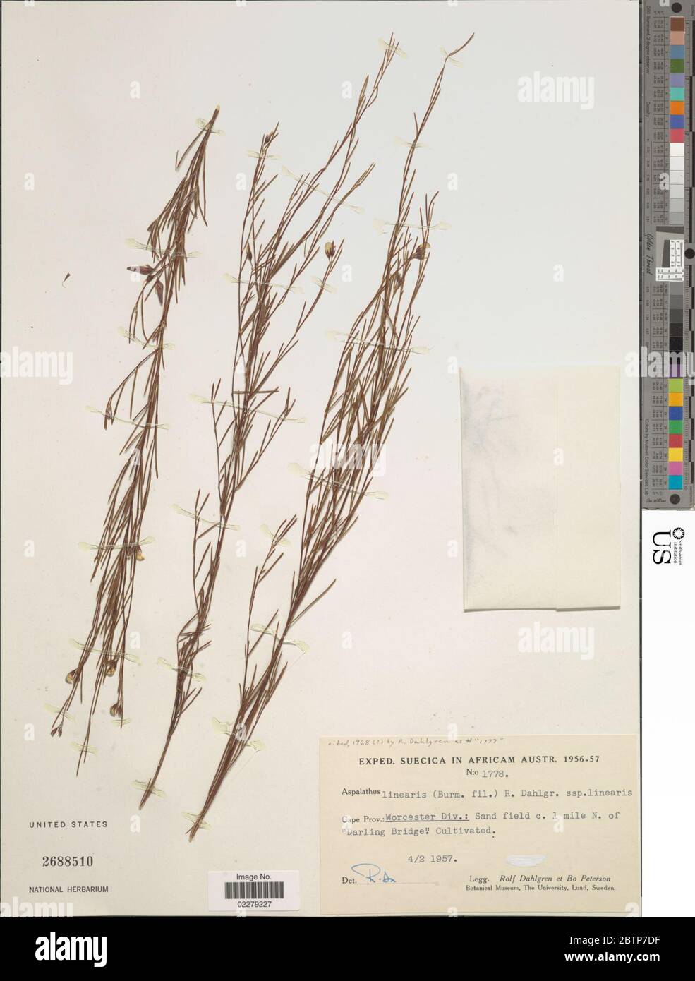 Aspalathus linearis hi-res stock photography and images - Alamy