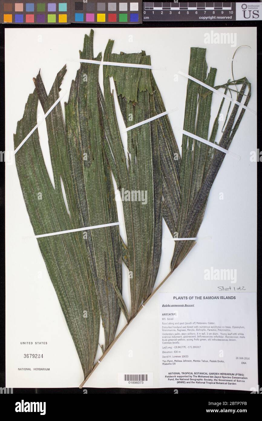 Samoensis hi-res stock photography and images - Alamy