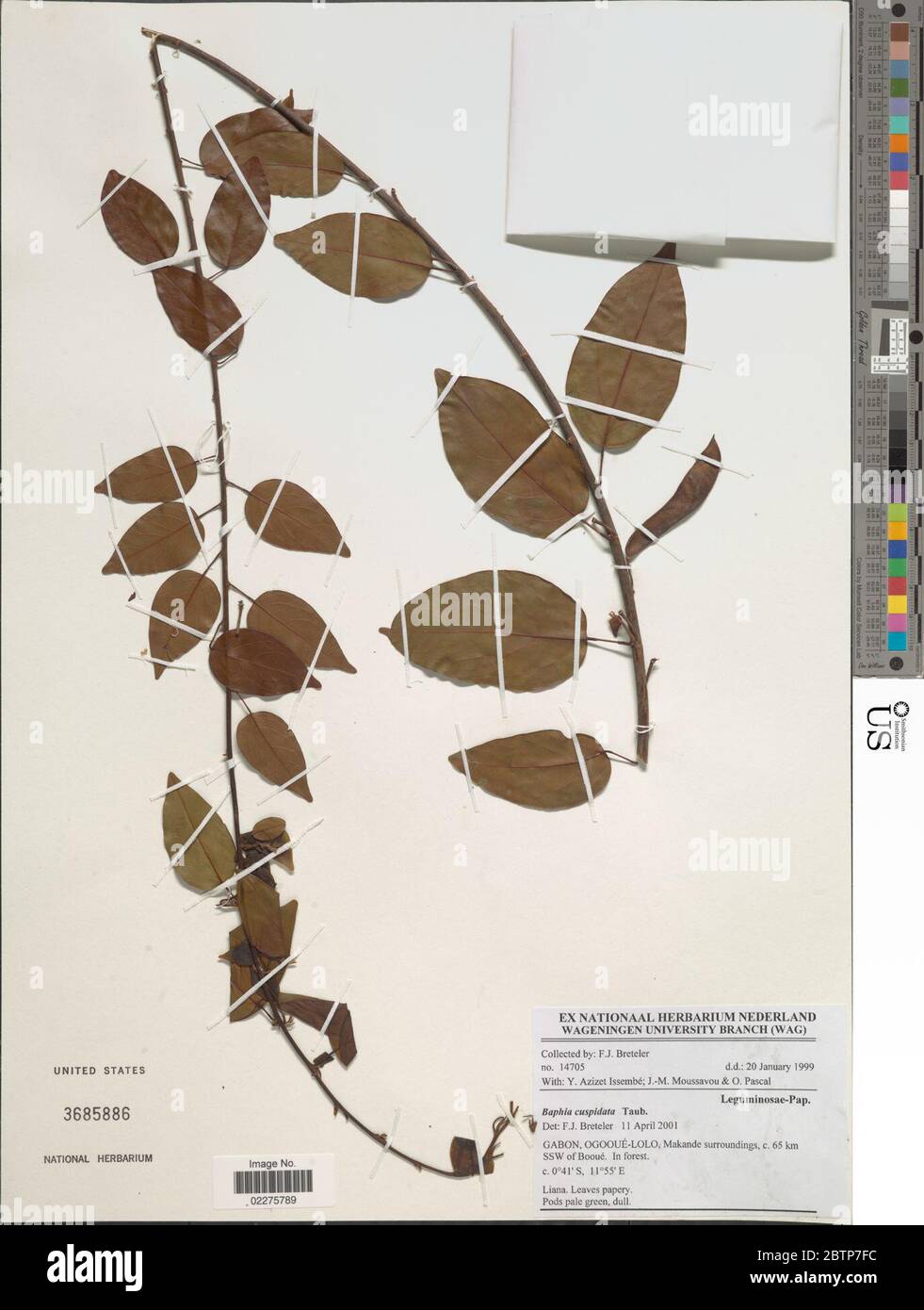 Baphia cuspidata Taub Stock Photo - Alamy