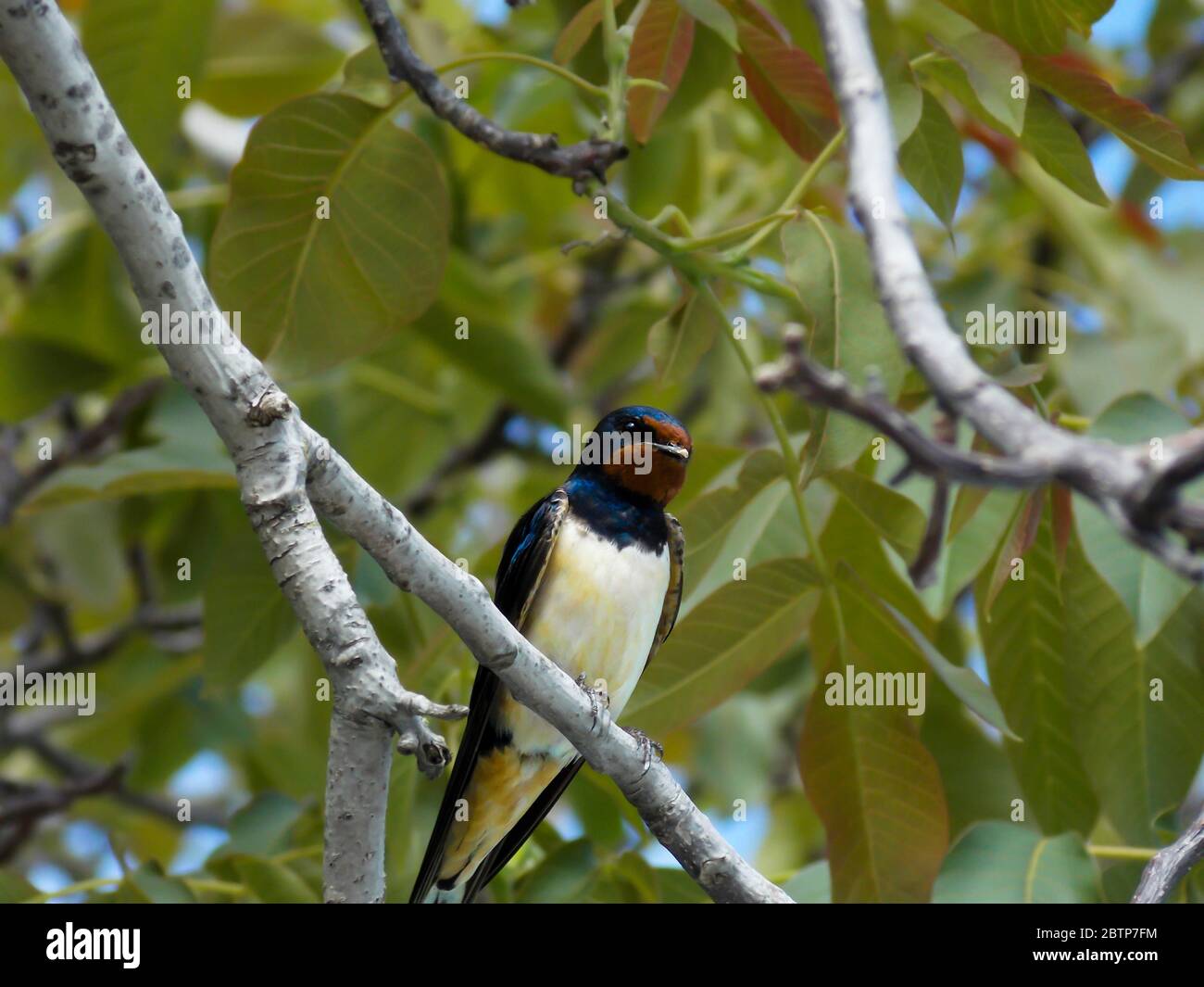 Swallow bird hi-res stock photography and images - Alamy
