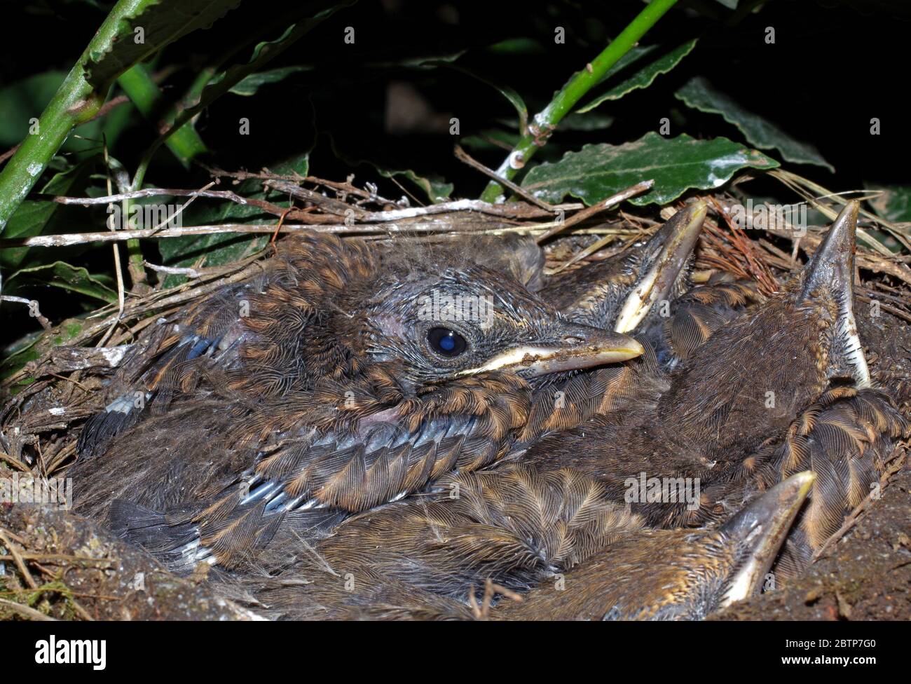 Brood of chicks hi-res stock photography and images - Alamy