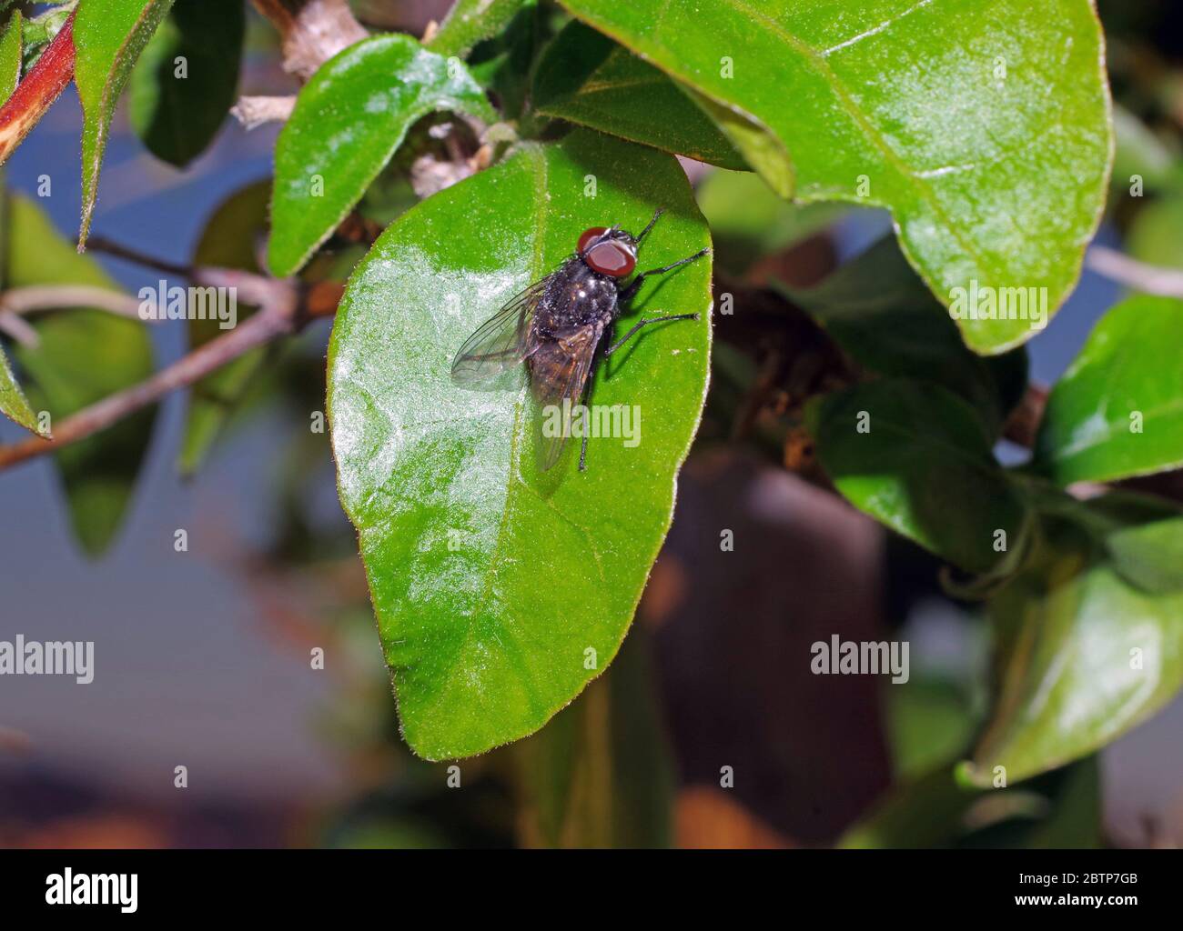 Fly High Resolution Stock Photography and Images - Alamy