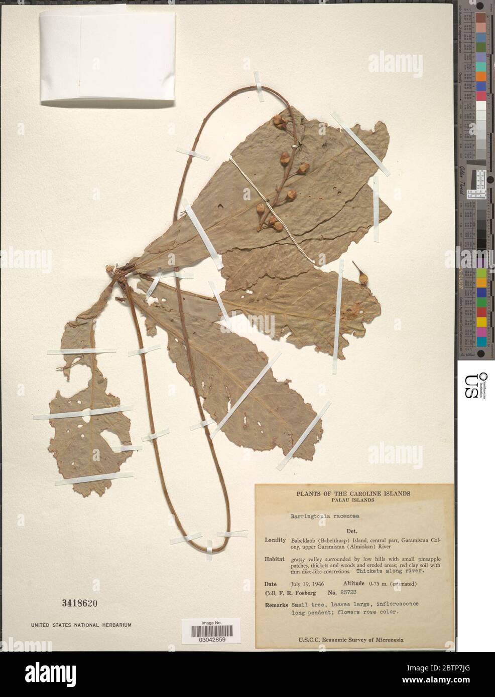 Barringtonia flowers hi-res stock photography and images - Alamy