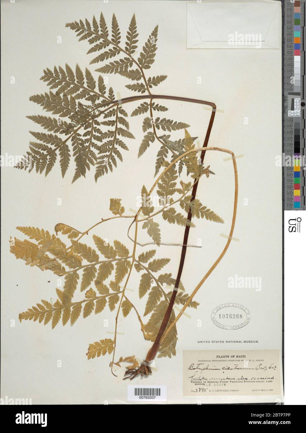 Botrychium virginianum hi-res stock photography and images - Alamy