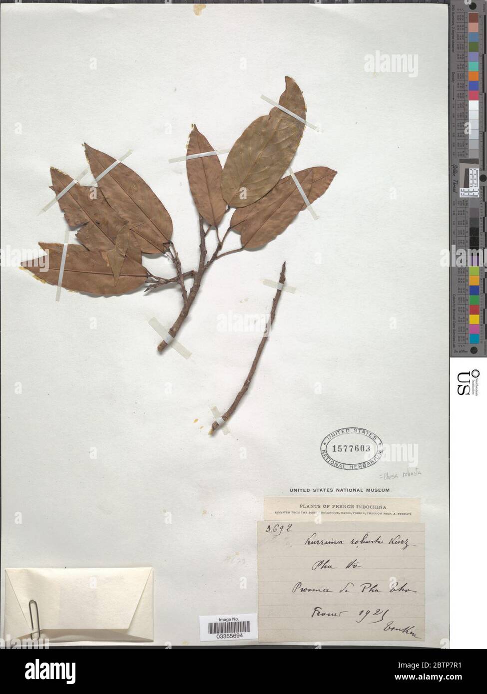 Bhesa robusta Roxb Ding Hou Stock Photo - Alamy